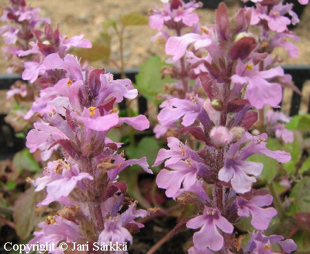 Ajuga reptans 'Rosea' - rönsyakankaali - revsuga