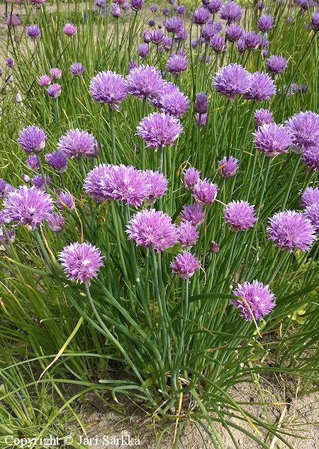 Allium schoenoprasum - ruohosipuli - gräslök