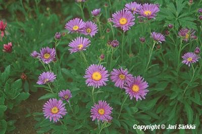 Aster alpinus 'Goliath' - alppiasteri - alpaster