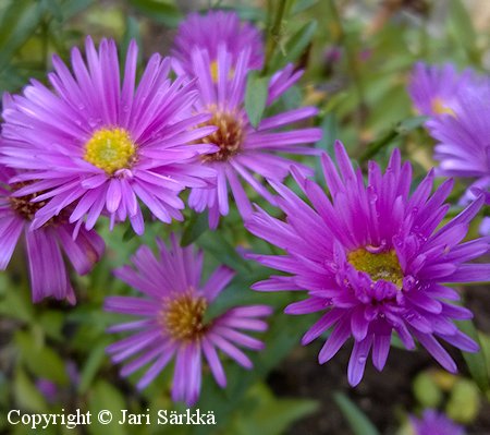 Aster novi-belgii 'Herttoniemi' - syysasteri - höstaster