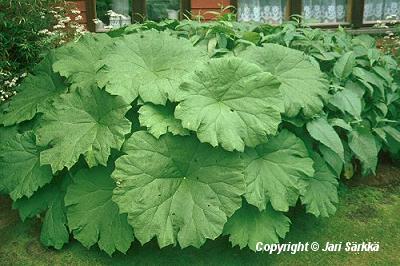 Astilboides tabularis - kilpiangervo - parasollblad
