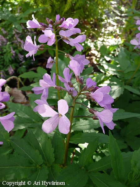 Cardamine quinquefolia - litukka - tandrot