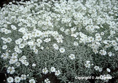 Cerastium Tomentosum-Ryhmä 'Silberteppich' - valkohärkki - silverarv
