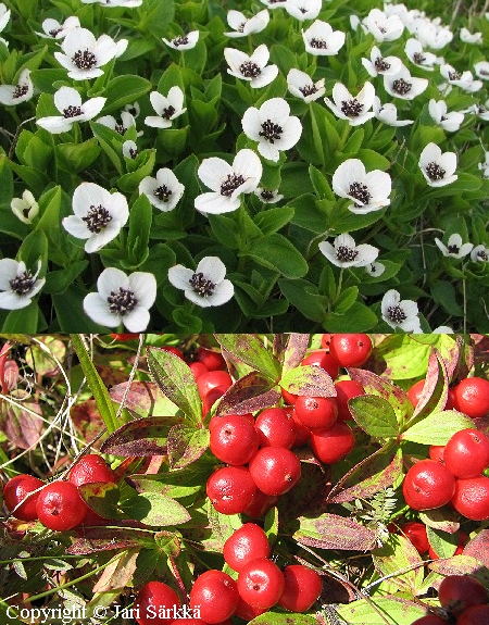 Cornus suecica - ruohokanukka - hönsbär