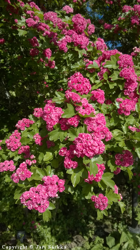 Crataegus x media 'Paul's Scarlet' - ruusuorapihlaja - rosenhagtorn