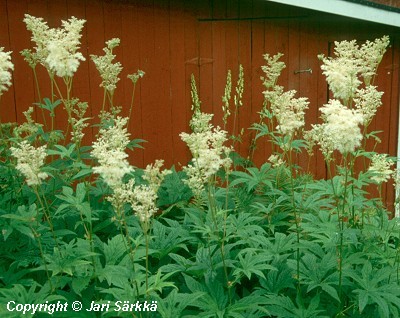 Filipendula palmata - idänmesiangervo - sibiriskt älggräs