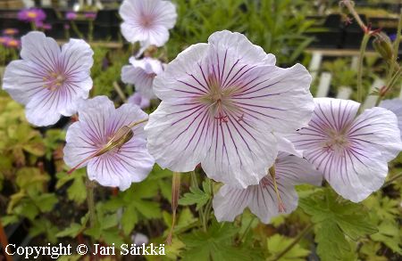 Geranium himalayense 'Derrick Cook' - idänkurjenpolvi - praktnäva