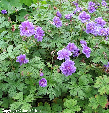 Geranium himalayense 'Plenum' - idänkurjenpolvi - praktnäva