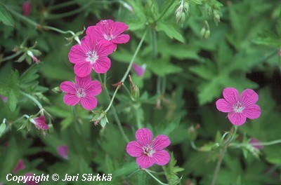 Geranium palustre - ojakurjenpolvi - kärrnäva