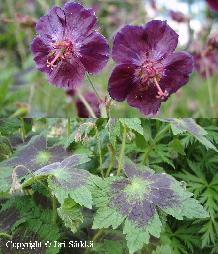 Geranium phaeum 'Samobor' - tummakurjenpolvi - brunnäva