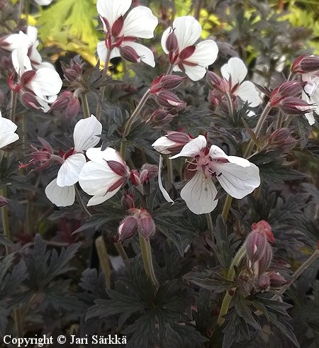 Geranium pratense 'Midnight Ghost' - kyläkurjenpolvi - ängsnäva