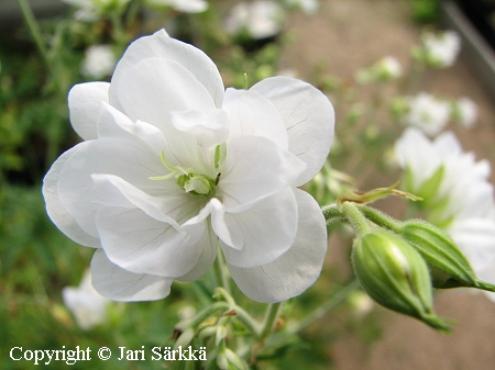 Geranium pratense 'Laura' - kyläkurjenpolvi - ängsnäva