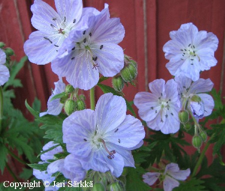 Geranium pratense 'Mrs Kendall Clark' - kyläkurjenpolvi - ängsnäva