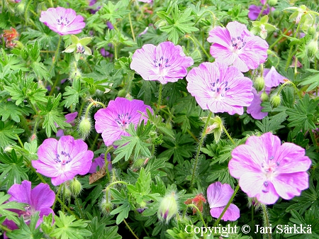 Geranium sanguineum 'Little Bead' - verikurjenpolvi - blodnäva