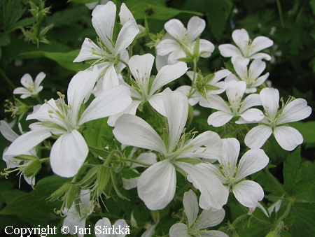 Geranium sylvaticum f. albiflorum - metsäkurjenpolvi - skogsnäva