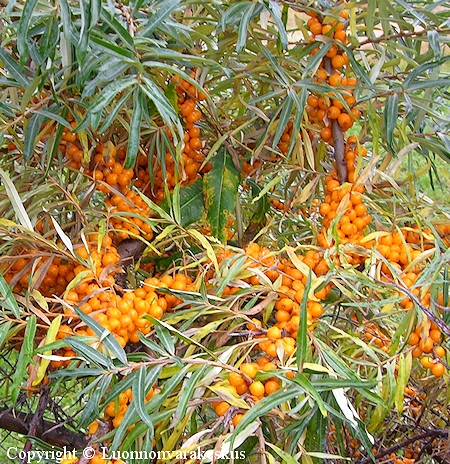 Hippophaë rhamnoides 'Kulta' - tyrni - havtorn