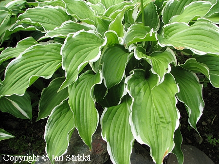 Hosta 'Crispula' - kirkkokuunlilja - gravfunkia