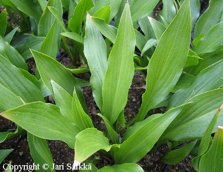 Hosta clausa - rönsykuunlilja - revfunkia