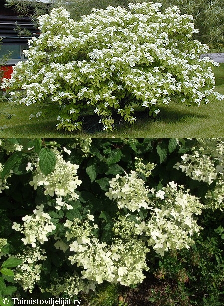 Hydrangea paniculata 'Praecox' - kuutamohortensia - tidig syrenhortensia