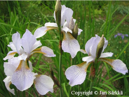 Iris Sibirica-Ryhmä 'Mrs Rowe' - loistokurjenmiekka - rabattiris