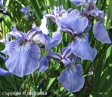 Iris hookeri - kanadankurjenmiekka - iris