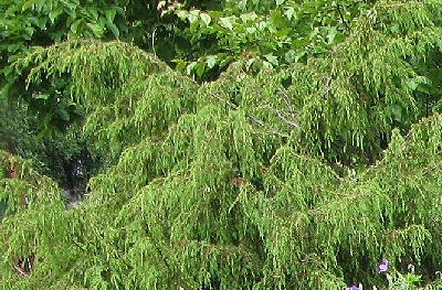 Juniperus communis 'Horstmann' - kataja - en