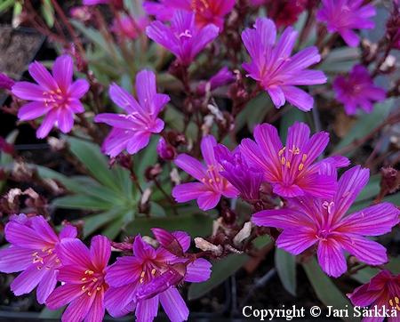 Lewisia Longipetala-ryhmä 'Little Raspberry' - tähtilevisia - lewisia