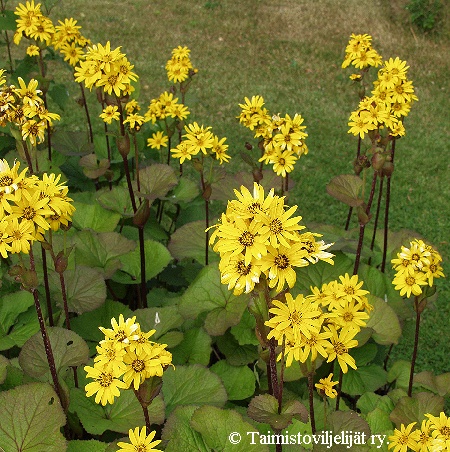 Ligularia 'Ofelia' - tarhanauhus - stånds
