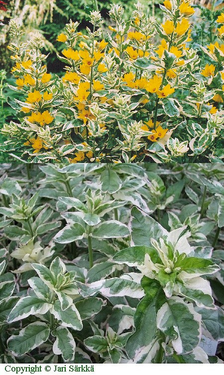 Lysimachia punctata 'Alexander' - tarha-alpi - praktlysing