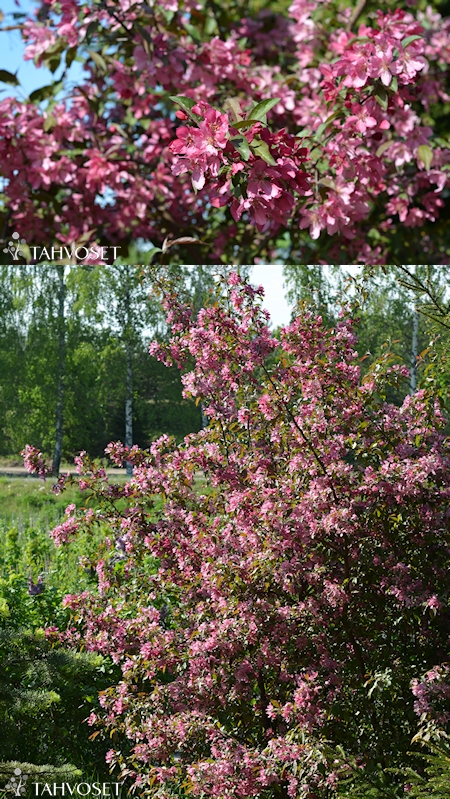 Malus Purpurea-Ryhmä 'Susanna' - purppuraomenapuu (marjaomenapensas ...