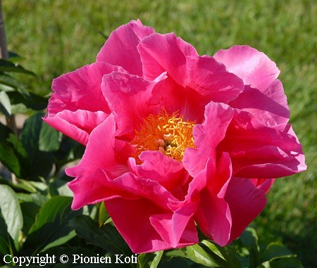 Paeonia 'Paula Fay' - hybridipioni - - pion