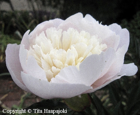 Paeonia lactiflora 'Immaculee' - kiinanpioni - luktpion