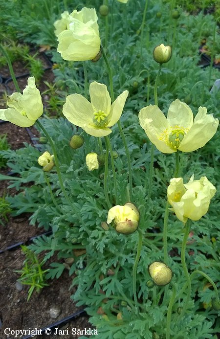Papaver fauriei ssp. shimshirense 'Pacino' - kuriiliensoraunikko ...
