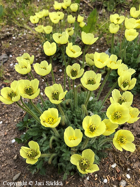 Papaver radicatum - tunturiunikko - fjällvallmo