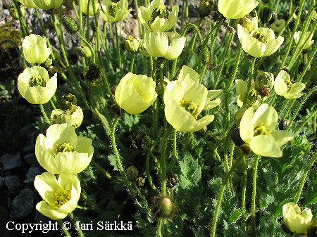 Papaver radicatum - tunturiunikko - fjällvallmo