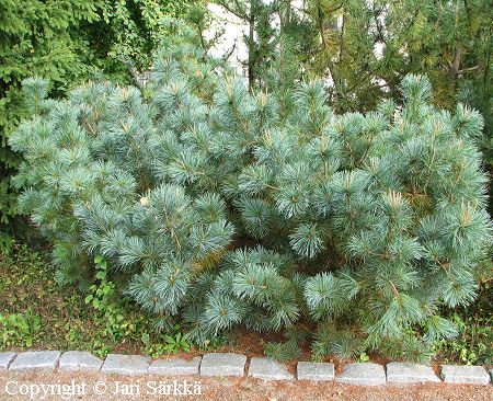 Pinus pumila 'Glauca' - pensassembra - dvärgtall