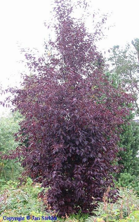 Prunus virginiana 'Canada Red' - rusotuomi - virginianahägg