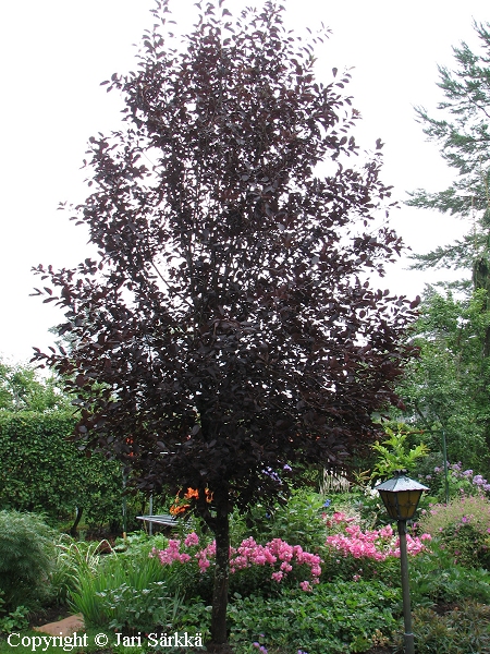 Prunus virginiana 'Schubert' - rusotuomi - amerikanskt häggkörsbär