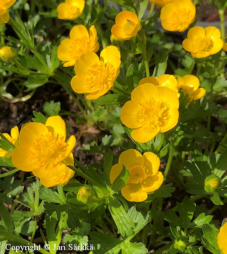Ranunculus montanus - vuorileinikki - bergsmörblomma