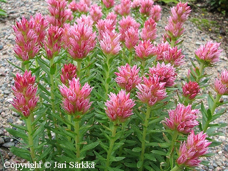 Rhodiola rhodantha - lännenruusujuuri