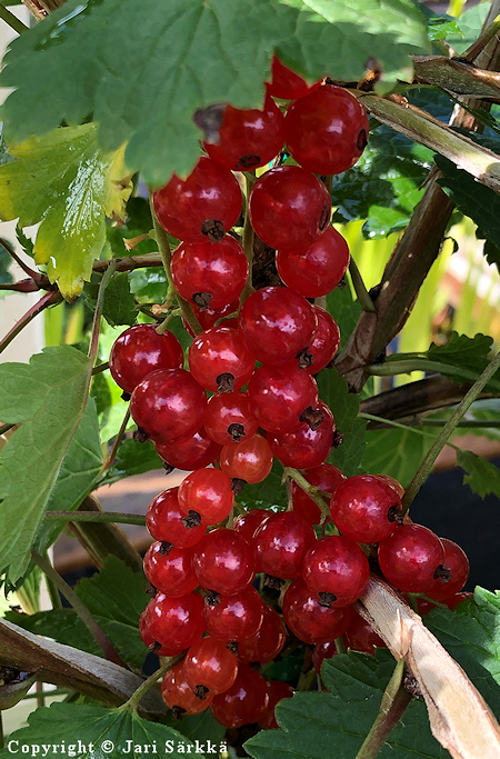 Ribes Rubrum-Ryhmä 'Katri' - punaherukka - röda vinbär