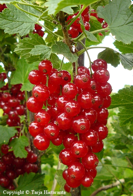 Ribes Rubrum-Ryhmä 'Punahilkka' - punaherukka - röda vinbär