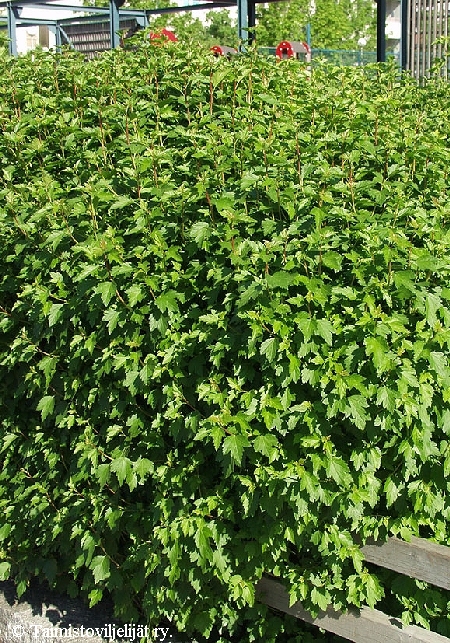 Ribes alpinum aitataimi - taikinamarja - degbär, måbär