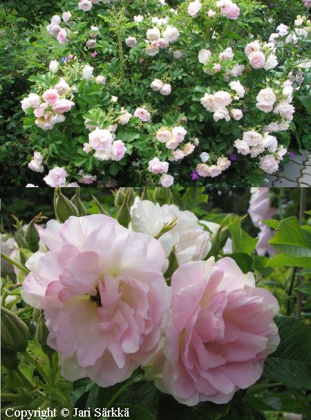 Rosa Rugosa-ryhmä 'Ritausma' - tarhakurtturuusu - rugosaros