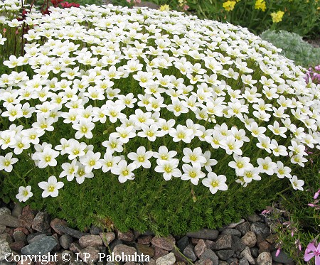 Saxifraga Arendsii-ryhmä 'Alba' - patjarikko - rosenbräcka