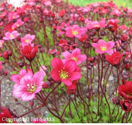 Saxifraga Arendsii-ryhmä 'Purpurea' - patjarikko - rosenbräcka