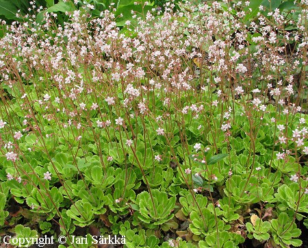 Saxifraga umbrosa - varjorikko - skuggbräcka