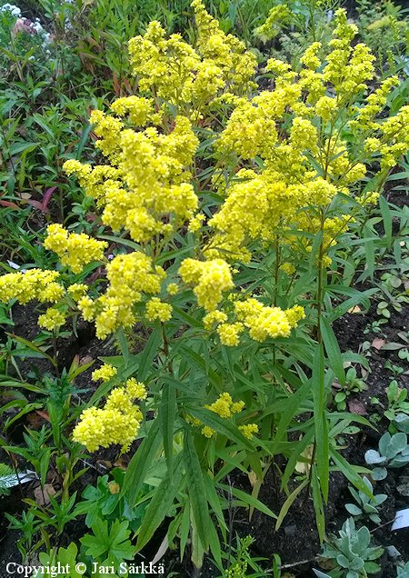 ×Solidaster luteus - piiskuasteri - gullrisaster