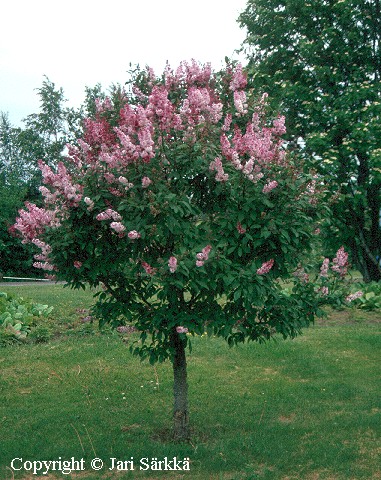 Syringa x henryi - puistosyreeni (rungollinen) - norrlandssyren