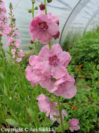 Verbascum 'Pink Domino' - tarhatulikukka - trädgårdskungljus